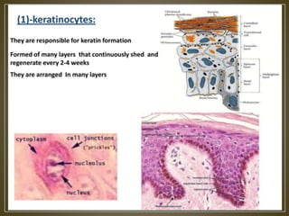 Pathology of the skin skin pathology skin | PPTX