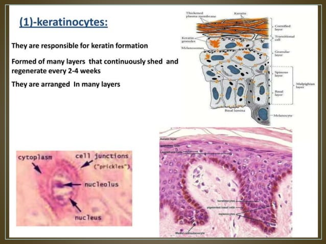 Pathology of the skin skin pathology skin | PPTX | Skin and Dermatology ...