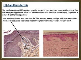 Pathology of the skin skin pathology skin | PPTX