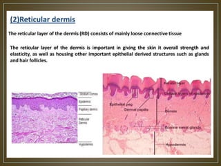 Pathology of the skin skin pathology skin | PPTX
