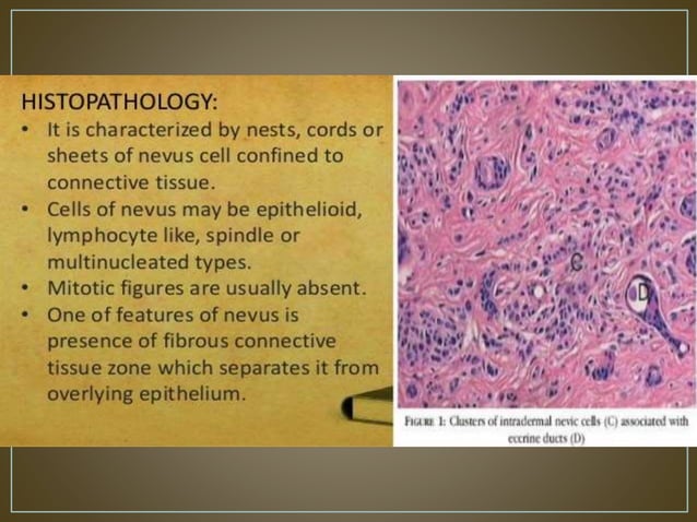 Pathology of the skin skin pathology skin | PPTX | Skin and Dermatology ...