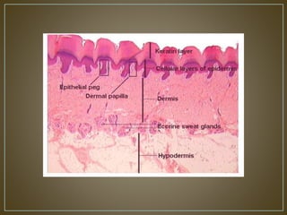 Pathology of the skin skin pathology skin | PPTX