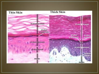 Pathology of the skin skin pathology skin | PPTX