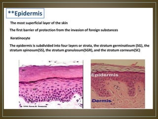 Pathology of the skin skin pathology skin | PPTX