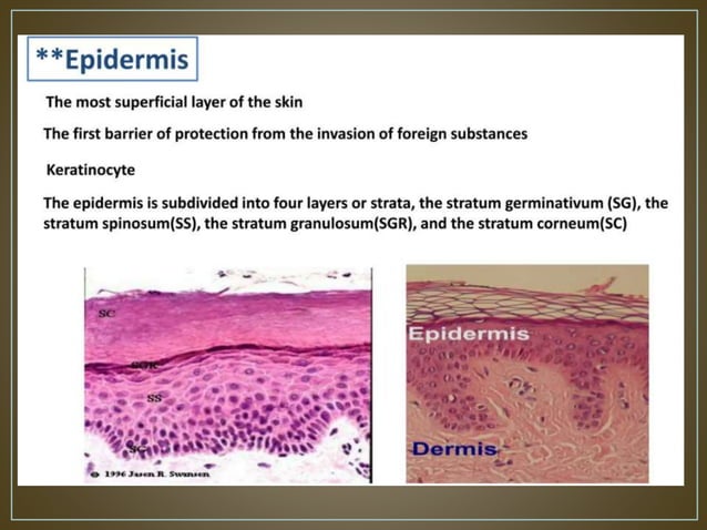Pathology of the skin skin pathology skin | PPTX | Skin and Dermatology ...