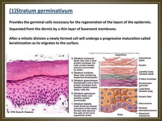 Pathology of the skin skin pathology skin | PPTX
