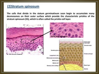 Pathology of the skin skin pathology skin | PPTX