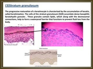 Pathology of the skin skin pathology skin | PPTX
