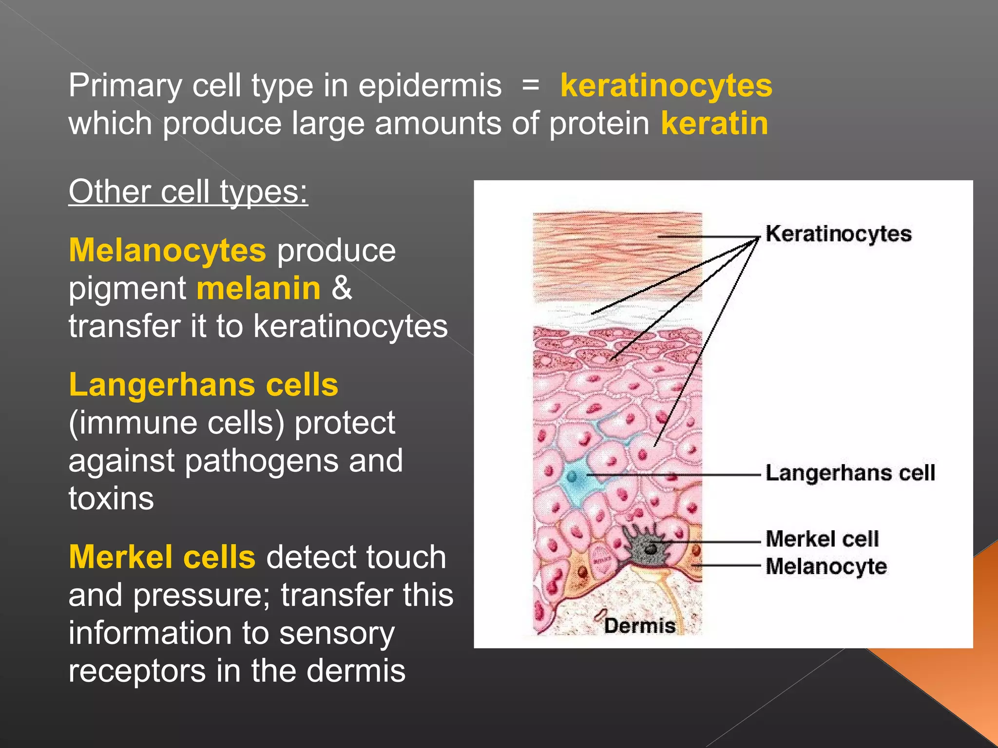 Skin physiology | PPT
