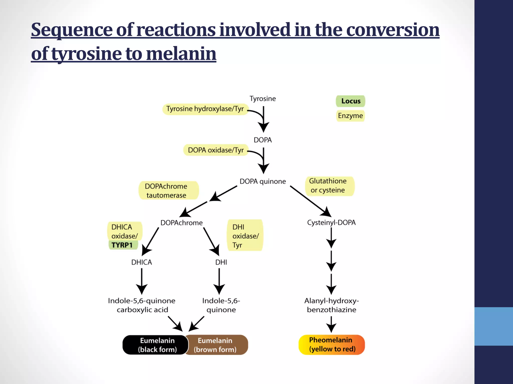 Skin pigmentation | PPTX