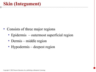 Power Point of the Integumentary System.ppt