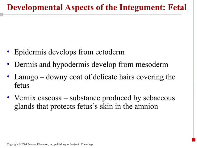 Power Point of the Integumentary System.ppt