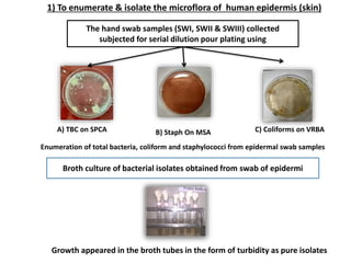 PHENOTYPING OF HUMAN EPIDERMAL MICROBIOTA | PPT
