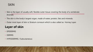 Skin .pptx