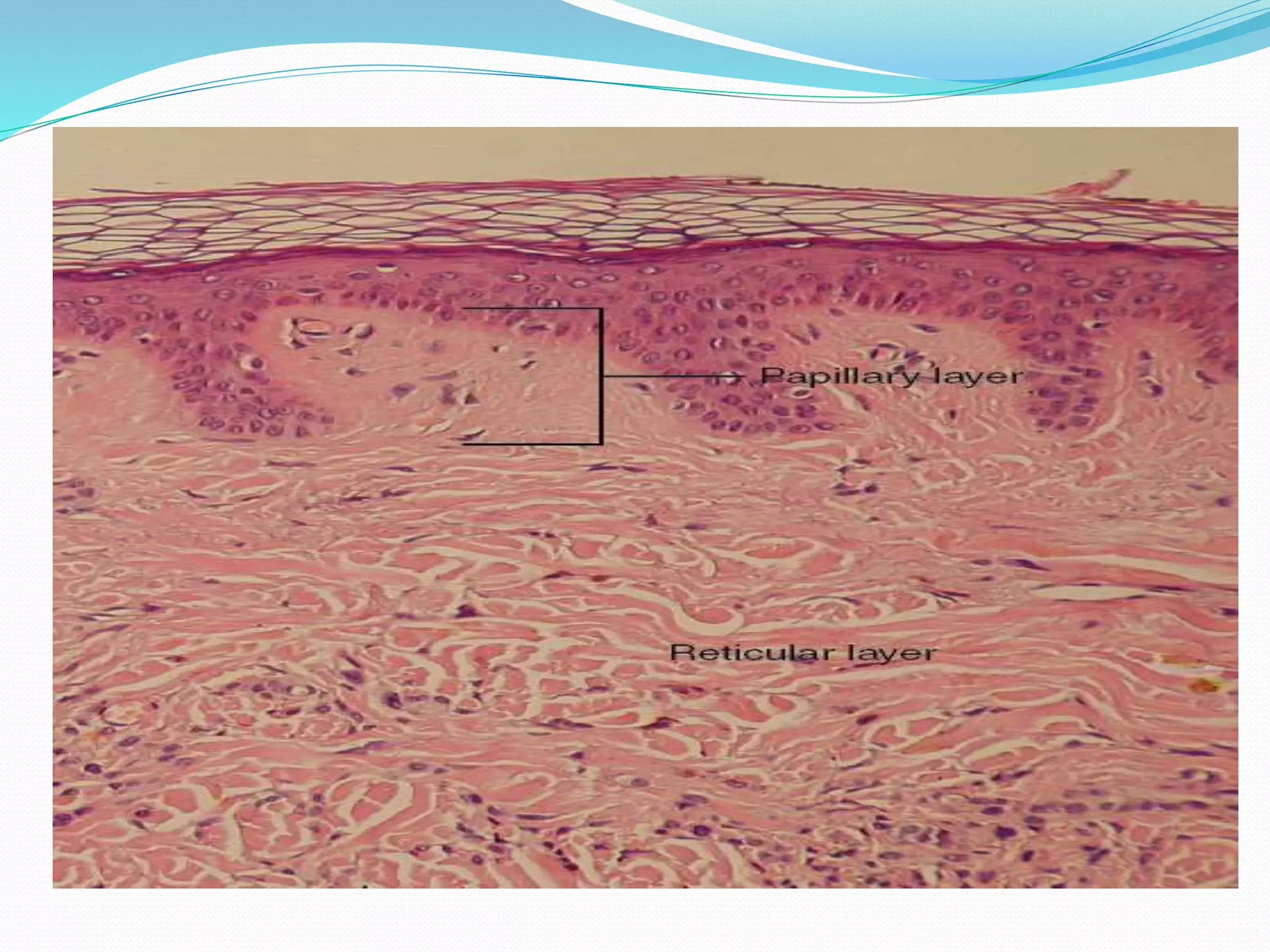 Skin presentation | PPTX