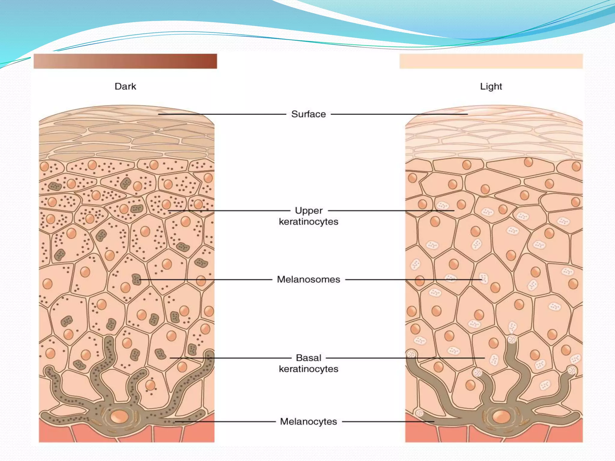 Skin presentation | PPTX