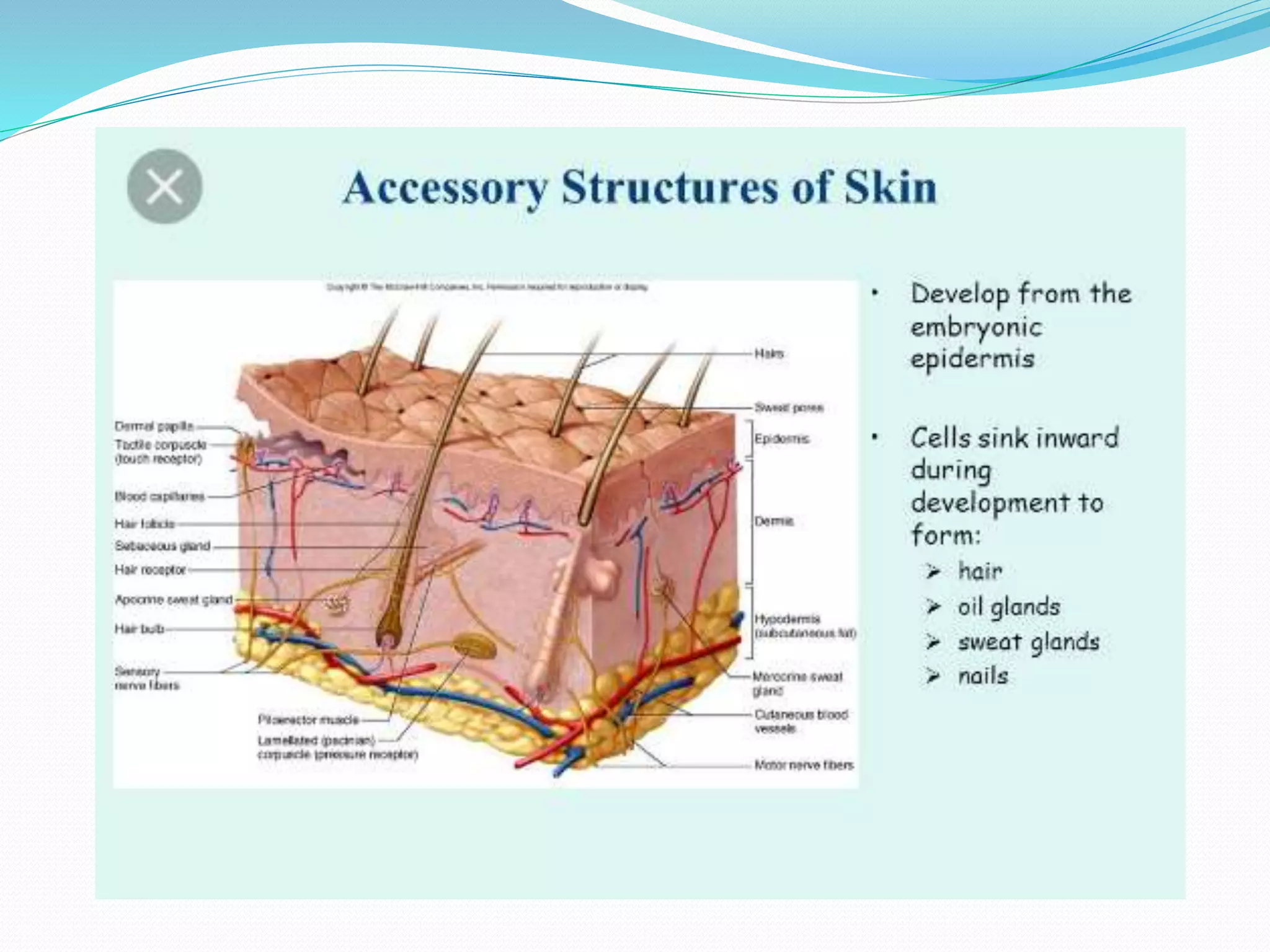 Skin presentation | PPTX