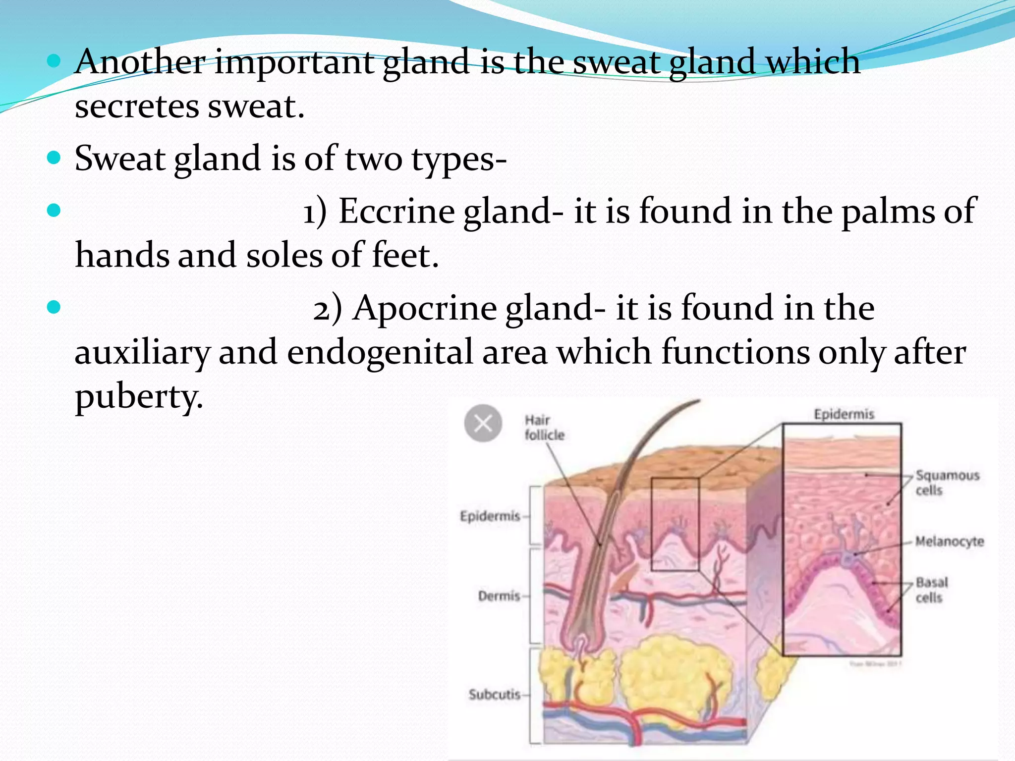 Skin presentation | PPTX