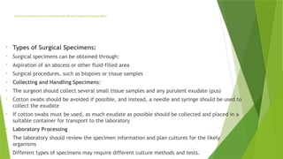 Comprehensive Overview of Purulent Exudates, Wounds, and Abscesses in ...