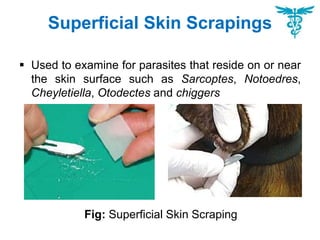 Skin scraping test | PPT