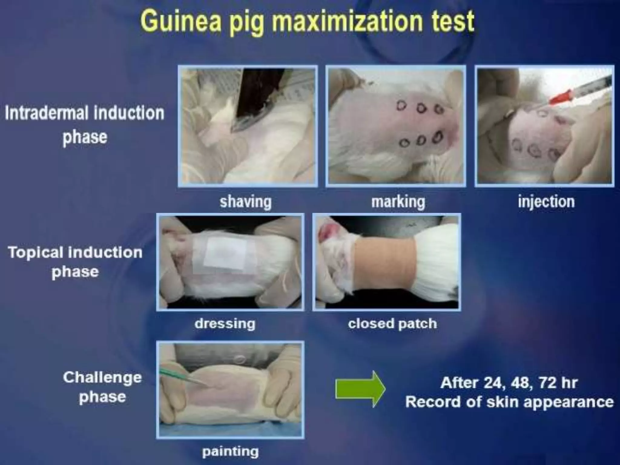 Skin sensitisation (OECD: 406). | PPTX