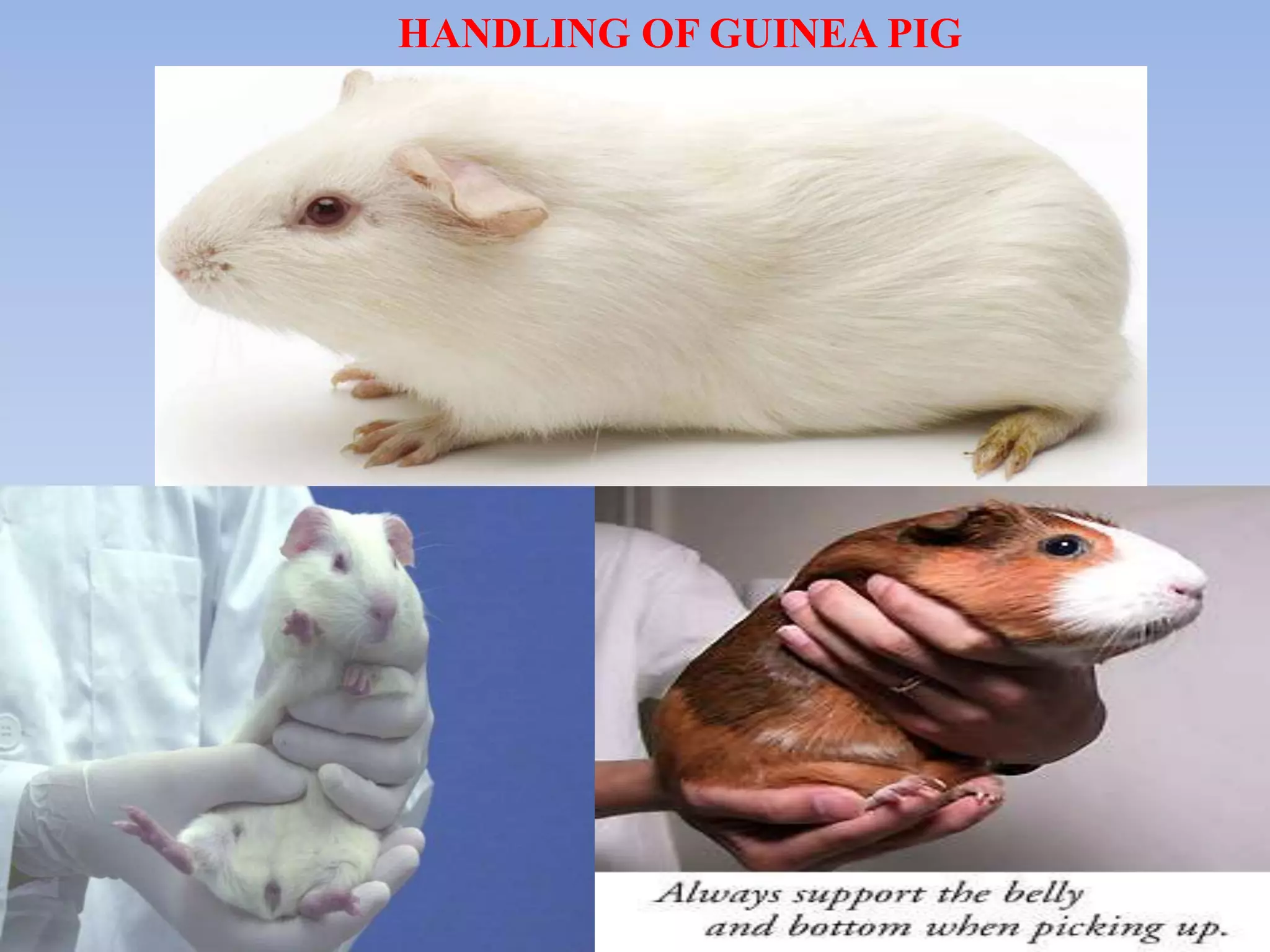 Skin sensitisation (OECD: 406). | PPTX