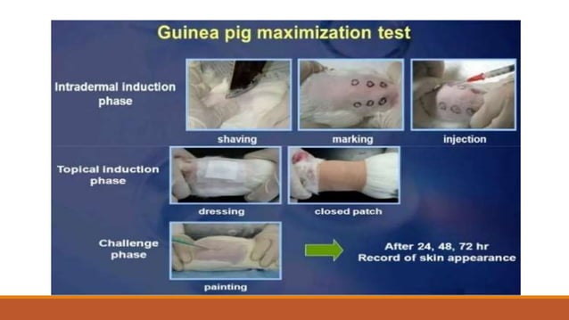 Skin sensitisation, OECD Test guideline 406 .pptx