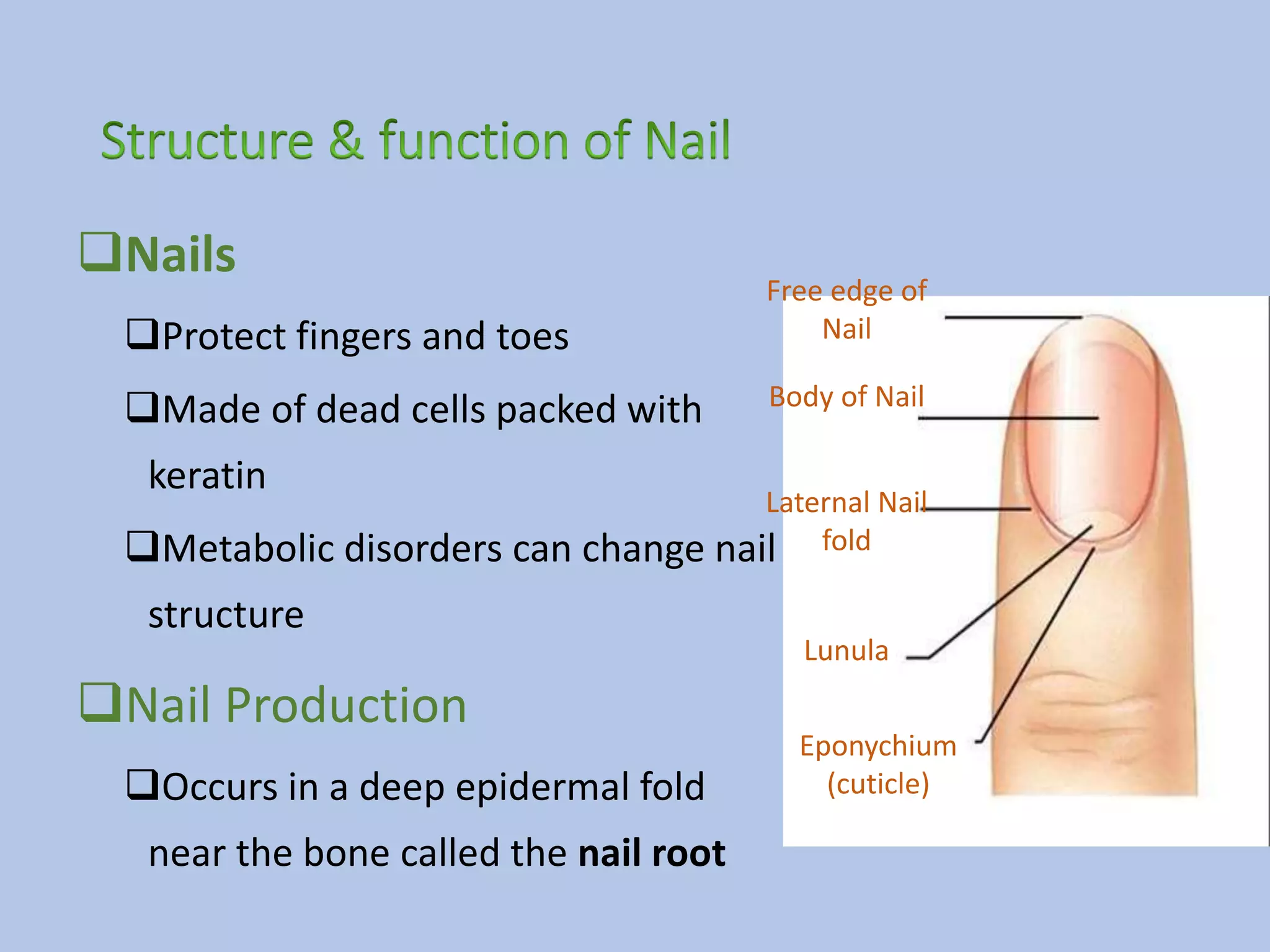 Skin and nail ( the integumentary system) | PPTX