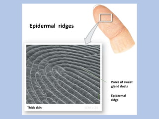 Skin and nail ( the integumentary system) | PPTX