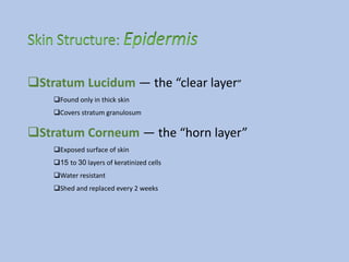 Skin and nail ( the integumentary system) | PPTX