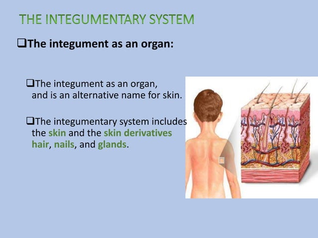Skin and nail ( the integumentary system) | PPTX | Skin and Dermatology ...