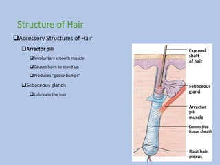Skin and nail ( the integumentary system) | PPTX