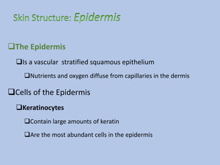 Skin and nail ( the integumentary system) | PPTX
