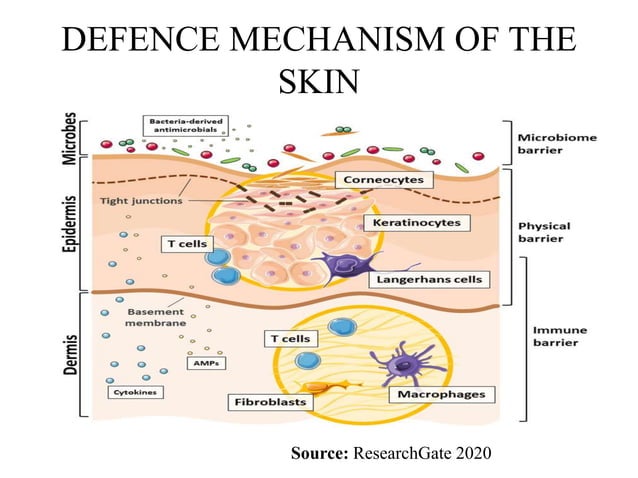 SKIN,SOFT TISSUE AND JOINTS INFECTIONS_07Dec2021.pptx