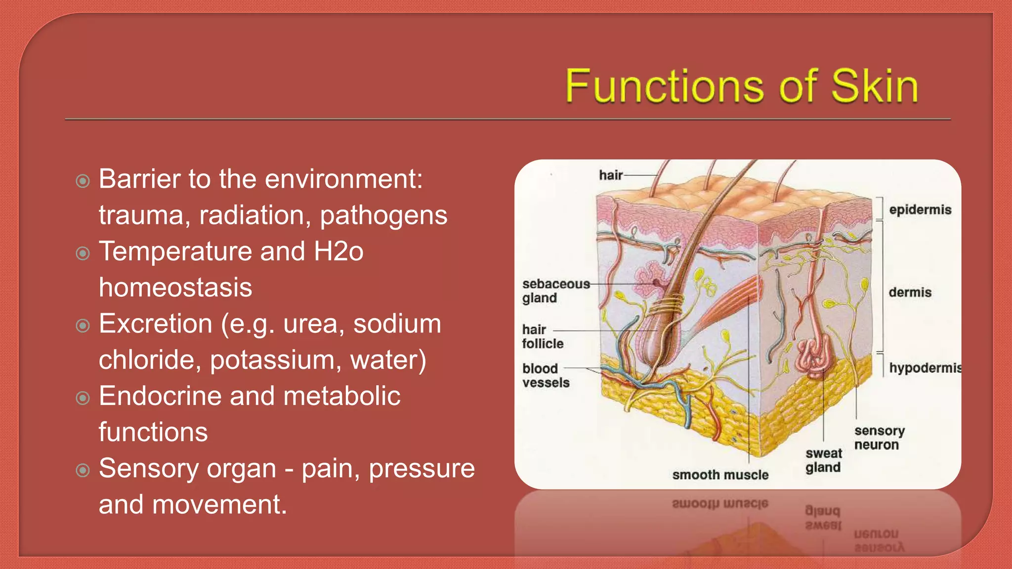 Skin & soft tissue lesions | PPTX