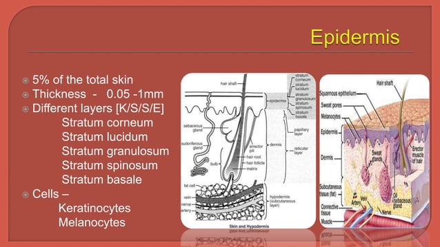 Skin & soft tissue lesions | PPTX | Skin and Dermatology | Diseases and ...