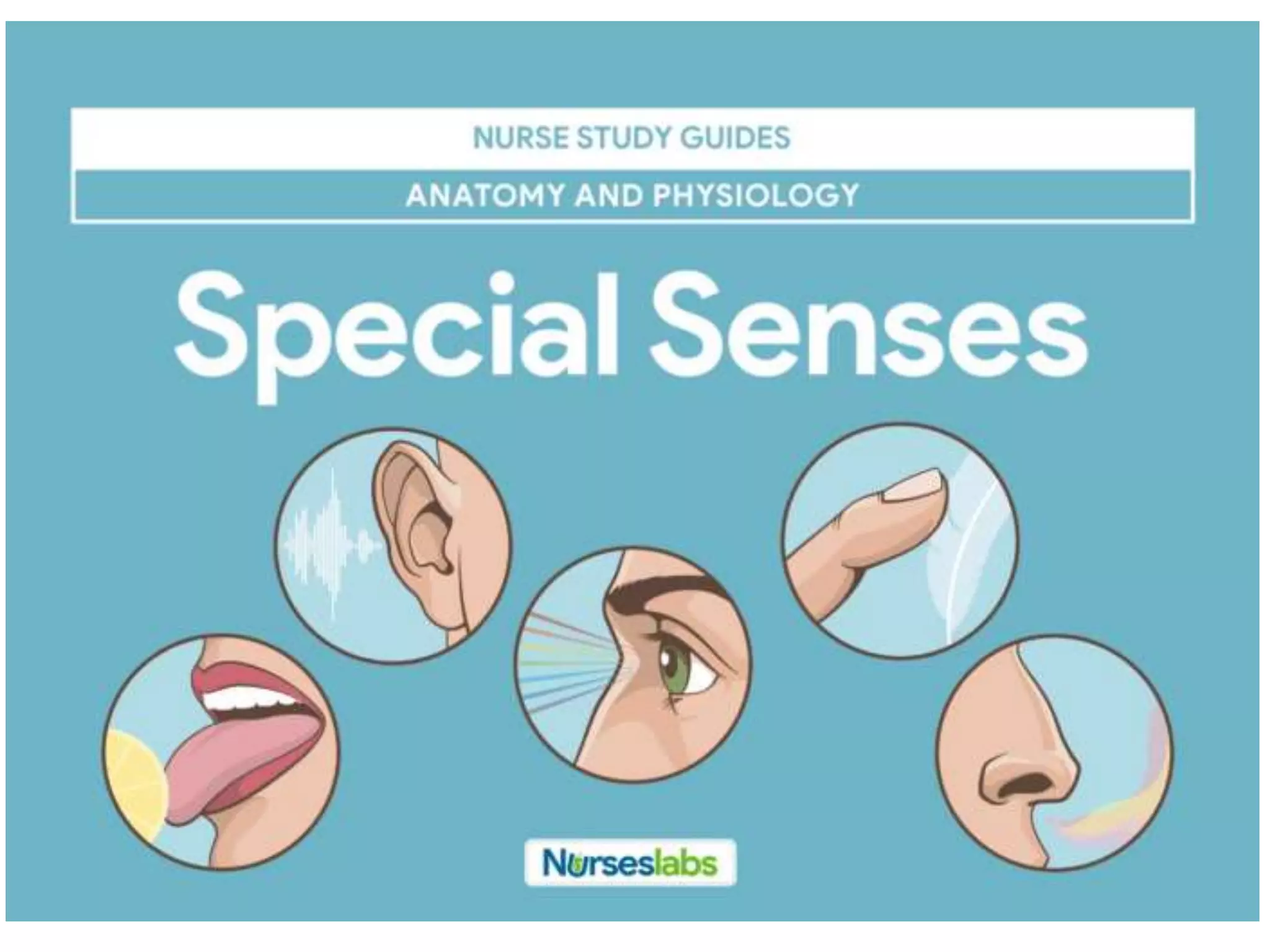 Skin & and Special Senses | PPTX