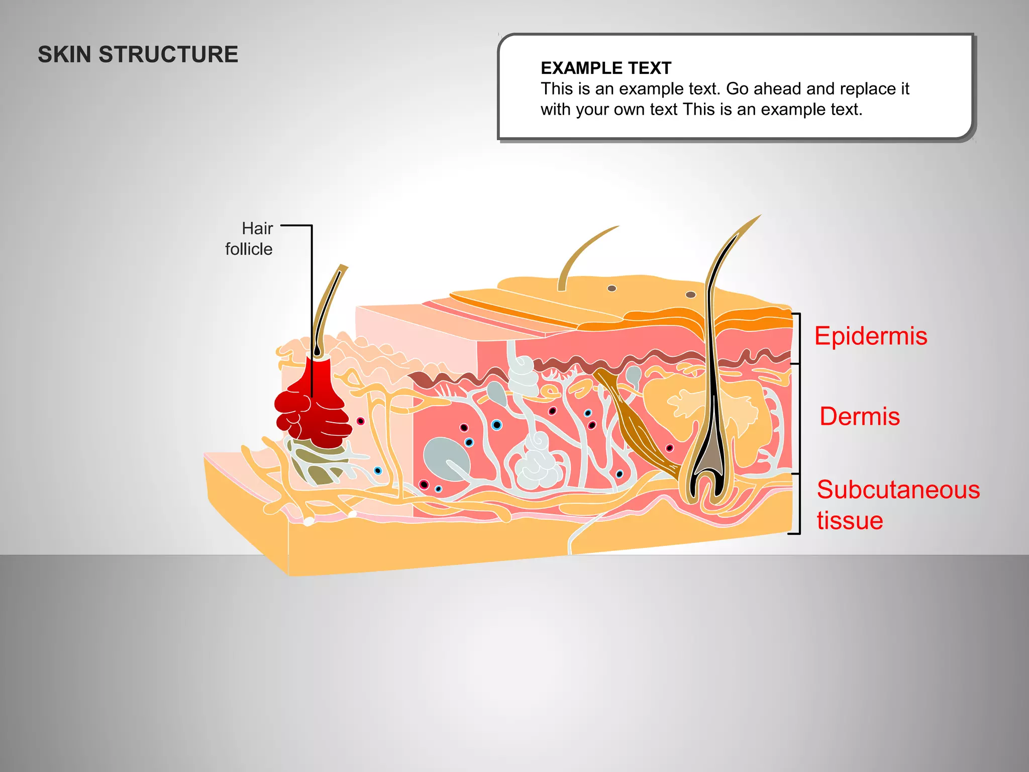 Skin Structure Diagrams | PPT | Skin and Dermatology | Diseases and ...