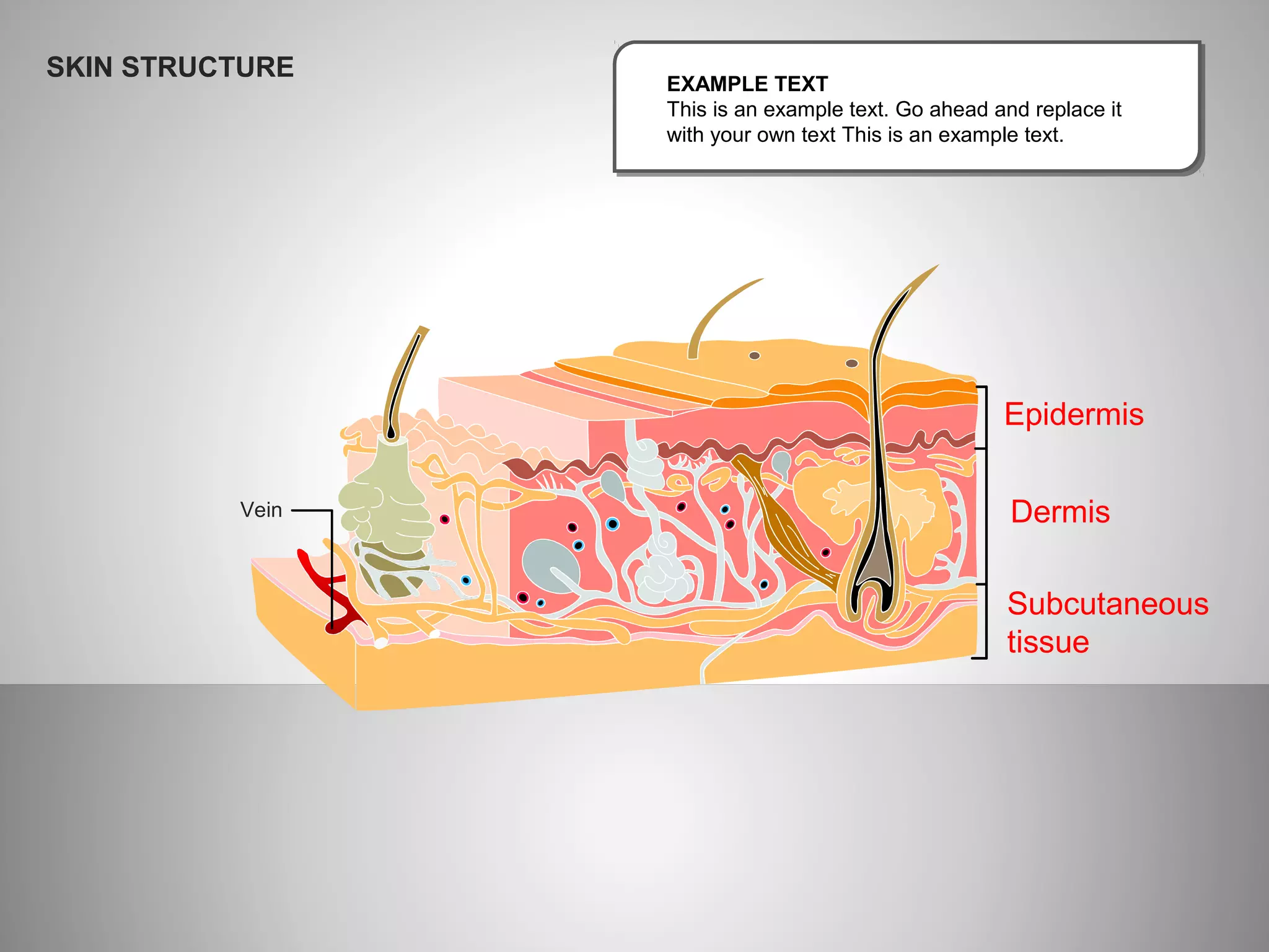 Skin Structure Diagrams | PPT | Skin and Dermatology | Diseases and ...