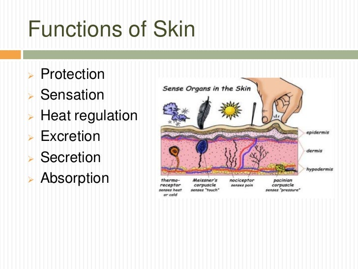 Skin Structure