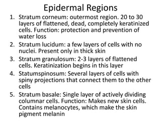 Skin structure | PPT