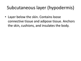 Skin structure | PPT
