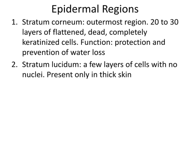 Skin structure | PPT