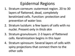 Skin structure | PPT