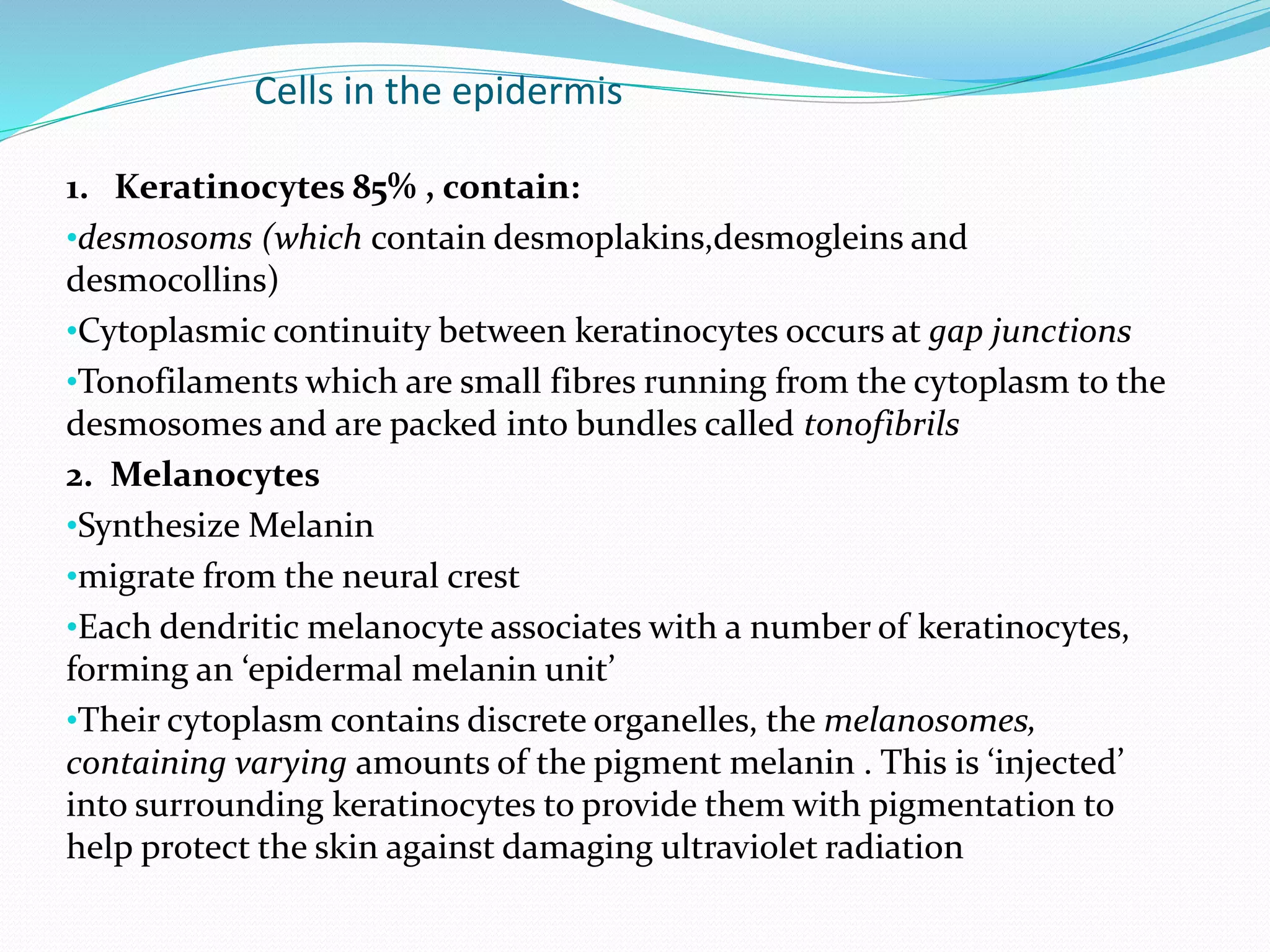 Skin structure | PPTX