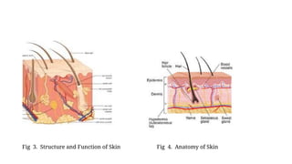 Skin_structure_dermis_epidermis_layers of skin | PPTX