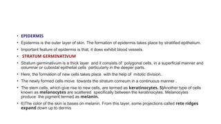 Skin_structure_dermis_epidermis_layers of skin | PPTX