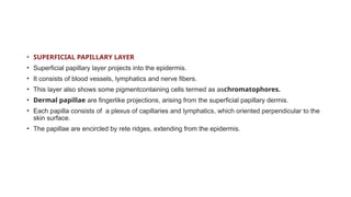 Skin_structure_dermis_epidermis_layers of skin | PPTX