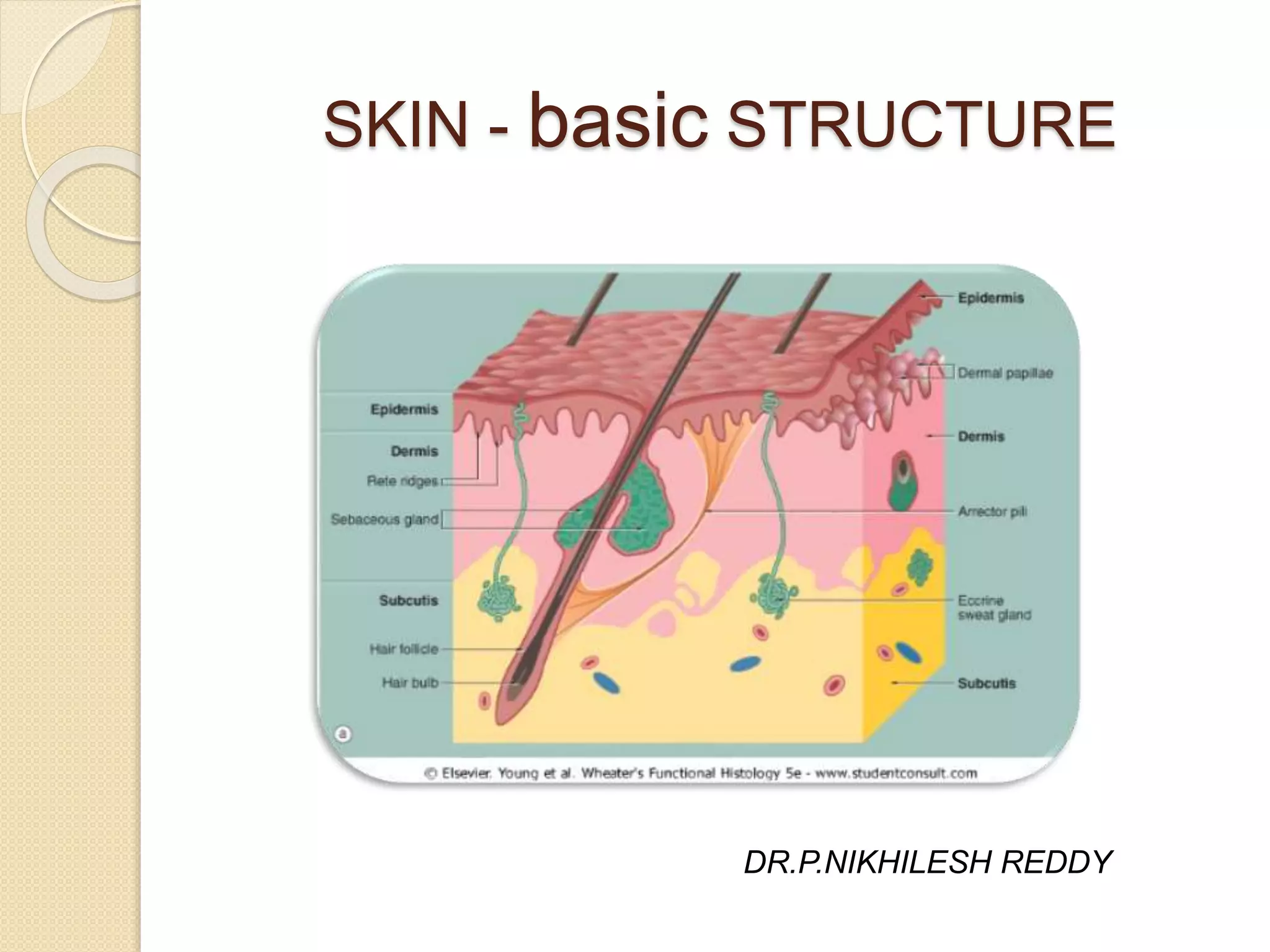 Skin structure and development | PPTX