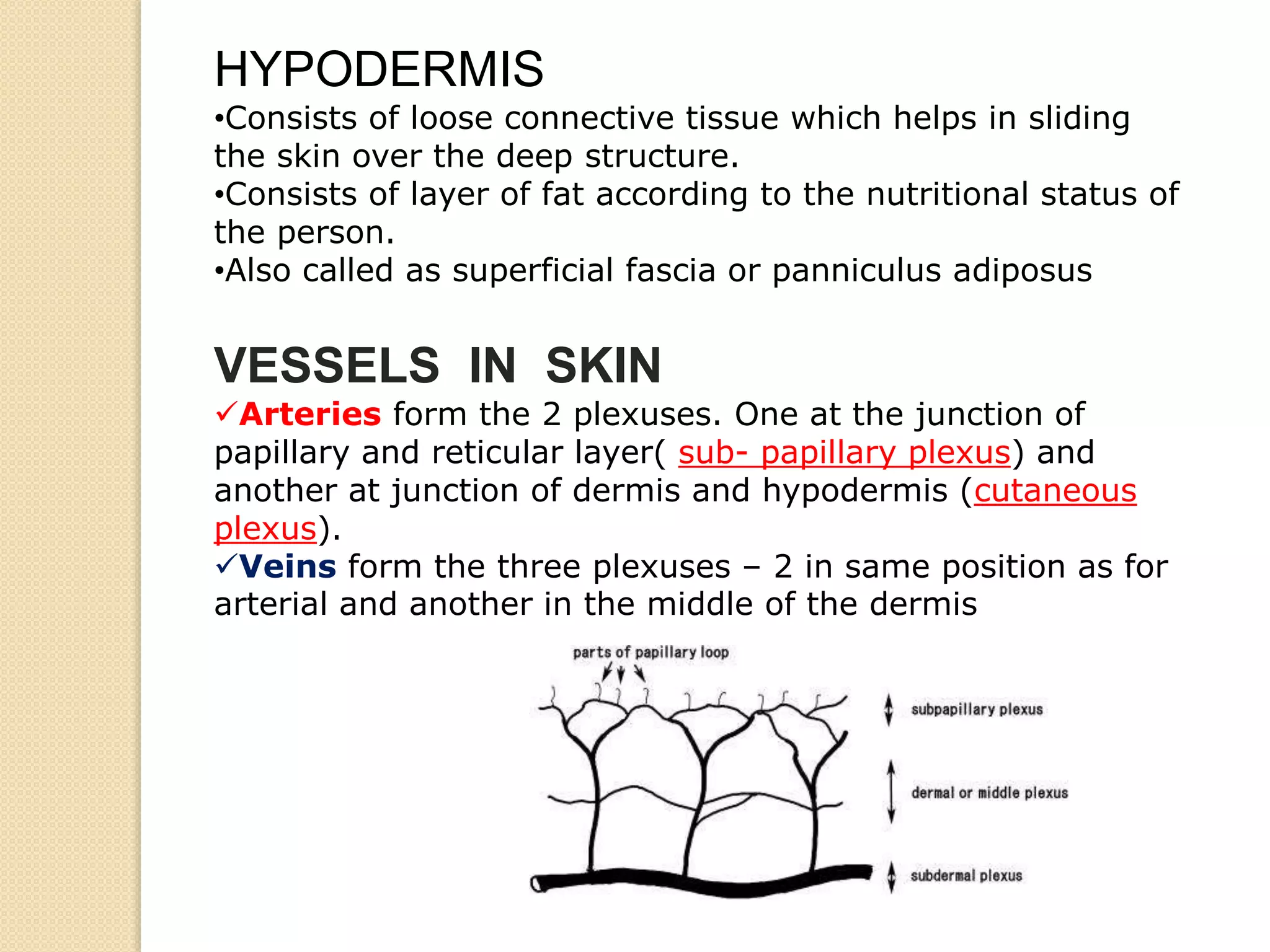 Skin structure and development | PPTX